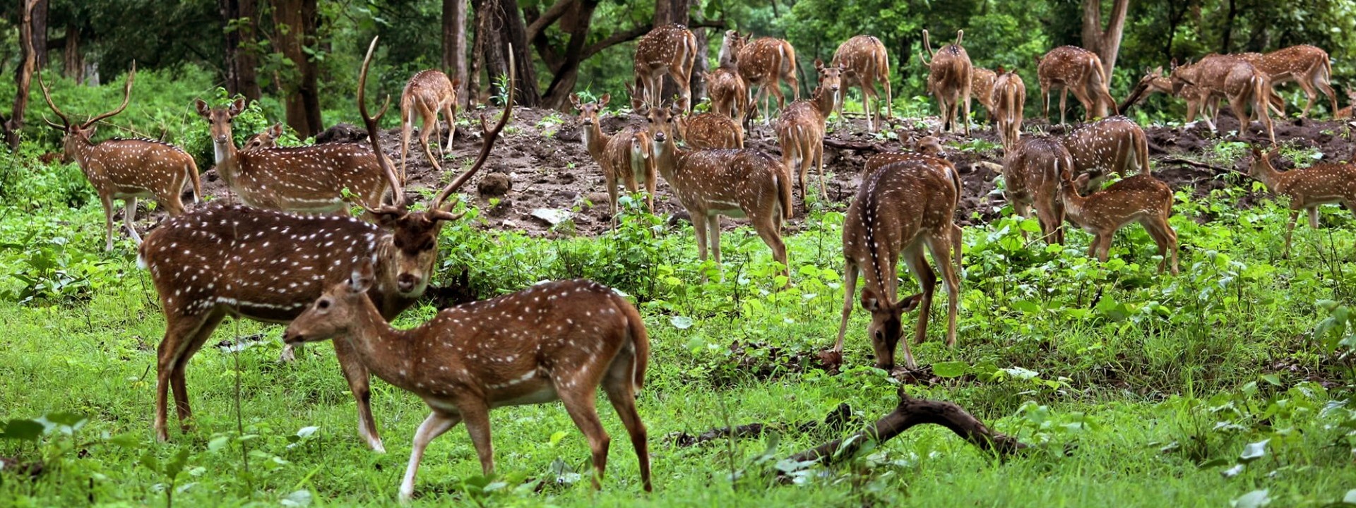 Jungle Safari | Adventure Hub Nepal